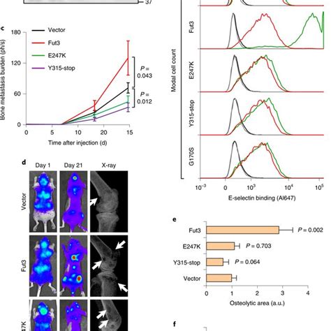 Csf Reveals Increased Number Of Atypical Lymphocytes Lymphocytic Download Scientific Diagram