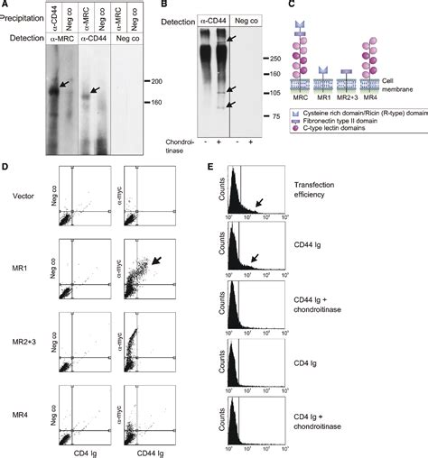 Figure 1 From Cd44 Binds To Macrophage Mannose Receptor On Lymphatic Endothelium And Supports