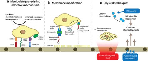 MSC Manipulation To Enhance Recruitment A Number Of Techniques Are Download Scientific Diagram