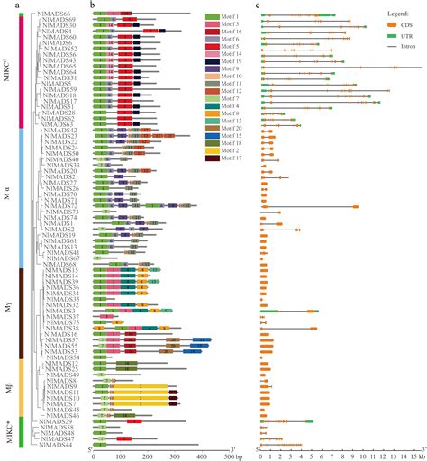 genome wide identification characterization evolution and expression