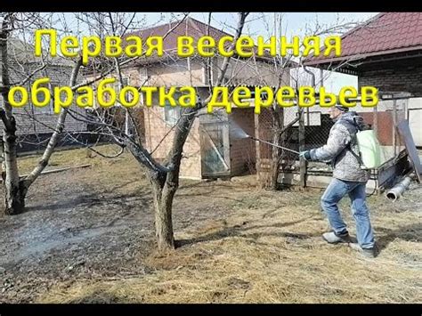 Первая весенняя обработка деревьев. 3% бордосская смесь и Препарат-30 ...