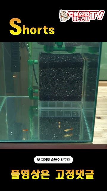 박스저면 여과기 구피 열대어 베타 Youtube