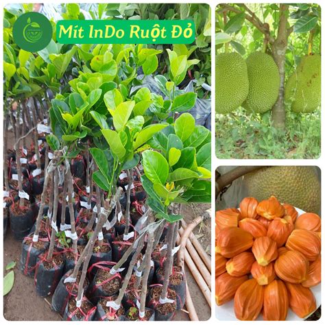 Cây Giống Mít Ruột đỏ Malaysia Cây Giống Thế Hệ Mới Giống Khoẻ Giá