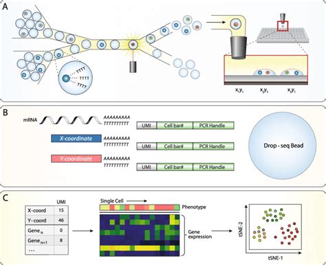 A High Throughput Platform For Linked Optical Phenotype And Gene