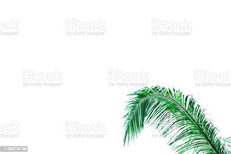 야자수 잎 분기 또는 코코넛의 녹색 잎 복사 공간 해변 여름 장식 디자인 개념에 대한 흰색 배경 위에 고립 된 열대 나무 식물 조성 패턴 0명에 대한 스톡 사진 및 기타