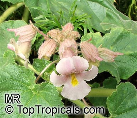 Proboscidea Junglekeyfr Image