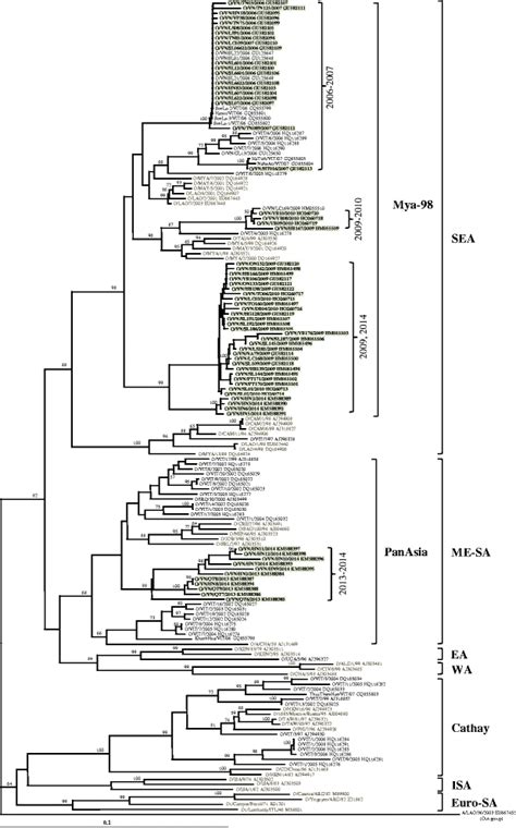 phylogenetic tree based on the complete nucleotide sequence of the vp1