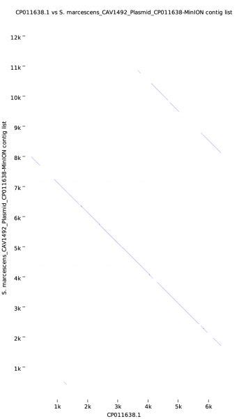 De Novo Assembly Of Oxford Nanopore Minion Reads With Qiagen Clc Genomics Workbench
