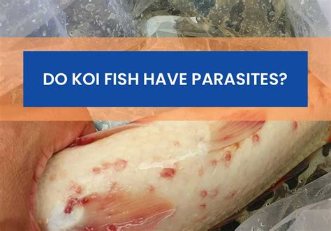 Do Koi Fish Have Parasites What You Should Know Small Fish Tank