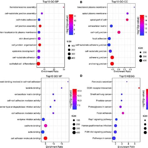 Go And Kegg Annotation A Bp Annotation Of The Maker Genes In Cancer Download Scientific