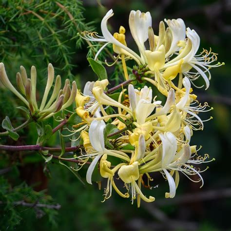 Aries Flowers Honeysuckle And Thistle Meaning