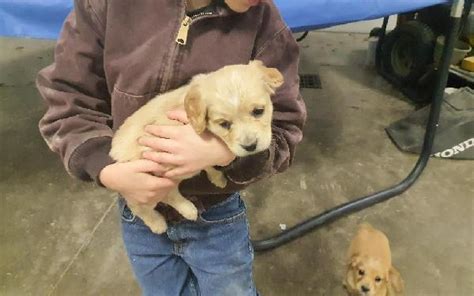 Field Bred English Cocker Pup