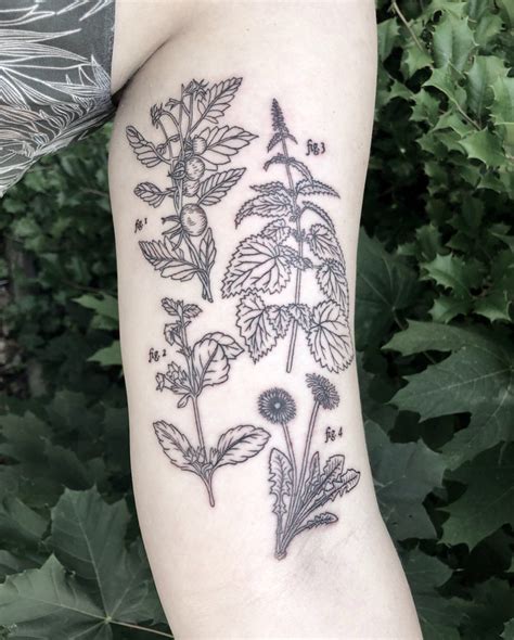 Collection Of Botanical Tattoos Tomato Lemon Balm Nettle Dandelion