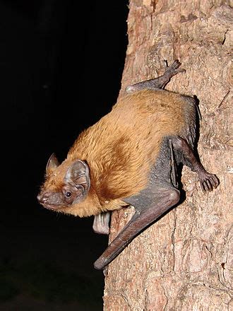 List Of Mammals Of Macau Wikipedia