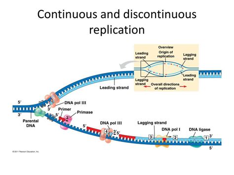 Ppt Dna The Genetic Material Powerpoint Presentation Free Download