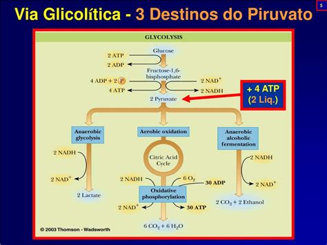 Ppt Ciclo De Krebs E Cadeia Respiratória Powerpoint Presentation