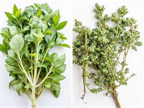 Fresh Herb To Dried Herb Conversion 3 1 Ratio Guide