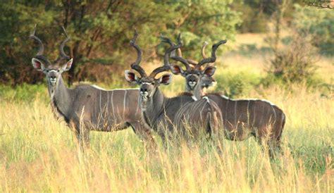Kudu Wallpapers Wallpaper Cave