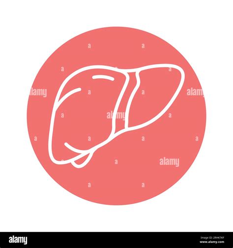 Human Organ Liver Color Line Icon Isolated Vector Element Outline