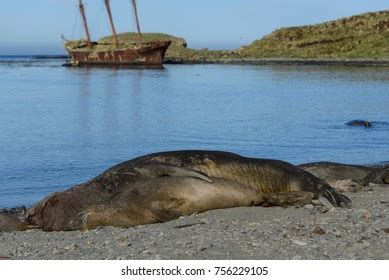 Seal Penis Stock Photos Images Photography Shutterstock