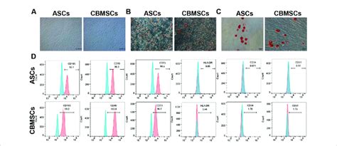 Identification Of Cbmscs And Ascs A Morphology Of Cbmscs And Ascs