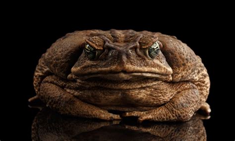 2400 Cane Toads Were Release To Save Australias Crops