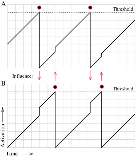 An Example Of Two Pulse Coupled Oscillators Both Oscillators Increase