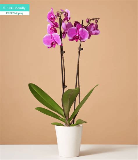 Ultimate Moth Orchid Care Guide Houseplants Nook