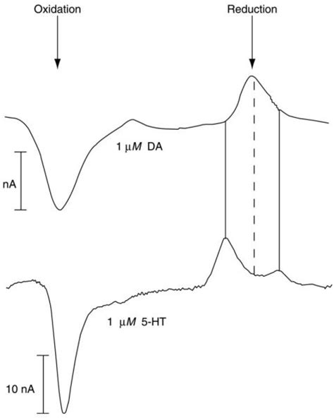 Dopamine Da And Serotonin 5 Ht Voltammograms The Voltammogram Of Download Scientific
