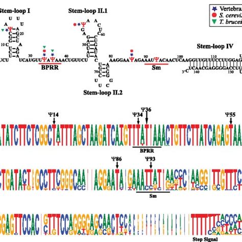 Sequence Conservation And Secondary Structure Of The U2 Snrna A
