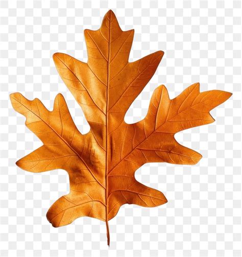 Tree Symbol PNG Images Free Photos PNG Stickers Wallpapers Backgrounds Rawpixel