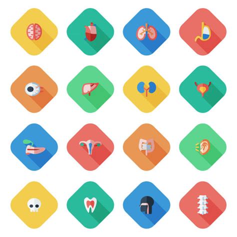 Oesophagus Icon High Res Illustrations Getty Images