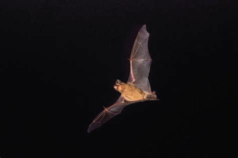 13 Mexican Free Tailed Bat Facts Fact Animal