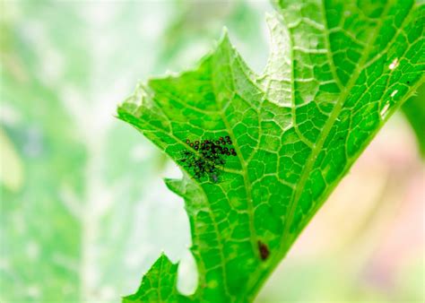Squash Bugs On Cucurbits Nc Cooperative Extension