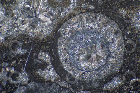 Bioclastic Limestone With Dasycladaceae Algae Fossil Thin Section In Cross Polarized Light