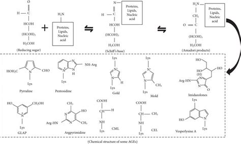 The General Process Of Ages Formation Cml N Carboxymethyllysine Cel