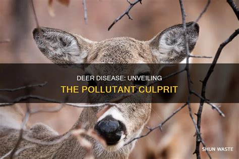 Deer Disease Unveiling The Pollutant Culprit Shunwaste
