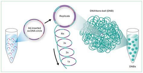 Complete Genomics New Information About The Hottest Company In Genetic Sequencing
