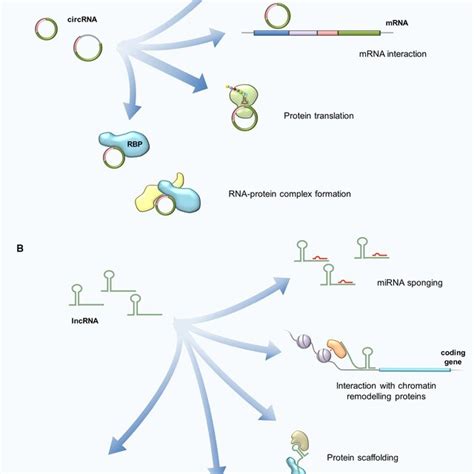 Circrna A And Lncrna B Functions Circrnas Can Modulate Gene Download Scientific Diagram