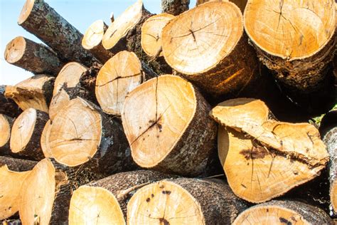 Why We Should Be Critical About The Lifting Of The Logging Ban Nyika Silika