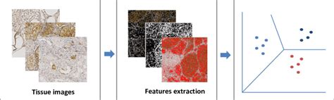 Illustration Of Tissue Tumor Classification Download Scientific Diagram