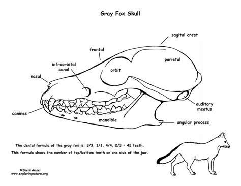 Gray Fox Skull Diagram And Labeling Exploring Nature