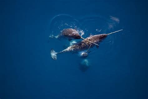 Bowhead Whale Habitat And Migration Wwf Arctic