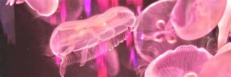 pin by lau on twt headers twitter header pictures cute headers for