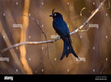 Crested Drongo Dicrurus Forficatus Black Bird With Crest In The