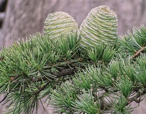 Cedrus Deodara Deodar Cedar — Native Plant Salvage Foundation
