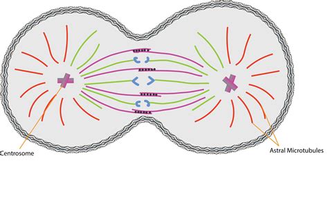 Microtubules In A Cell