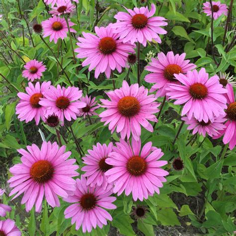 Купить Эхинацея пурпурная "Примадонна Розеа" (Echinacea purpurea ...