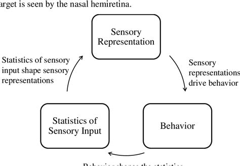 Figure 1 From An Active Efficient Coding Model Of The Optokinetic