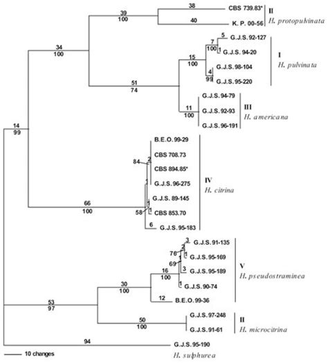 Parsimony Analysis Of Partial Sequences Of Tef1 One Phylogram Of Six Download Scientific